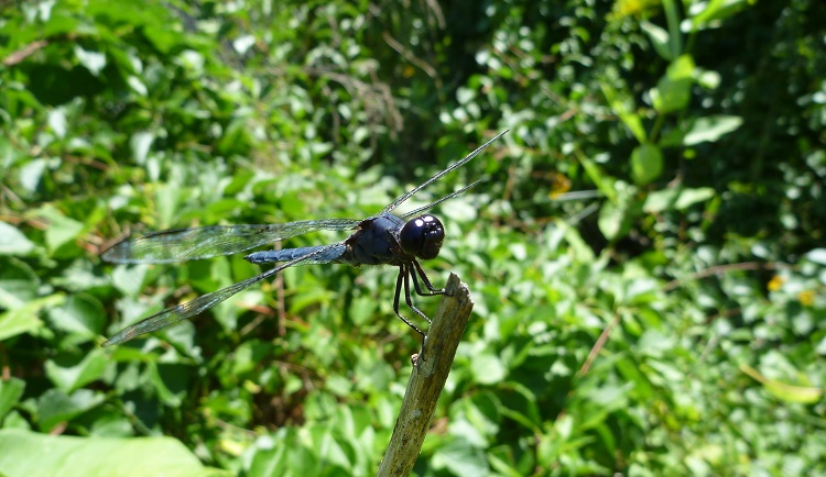 Phoenix Environmental Laboratories