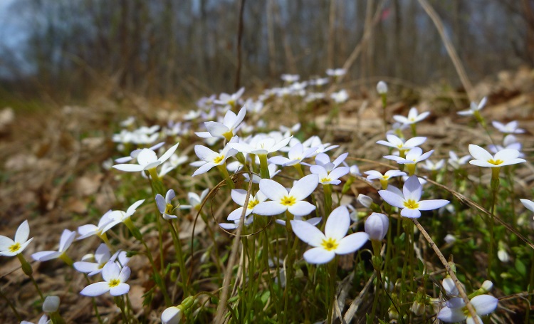 Phoenix Environmental Laboratories