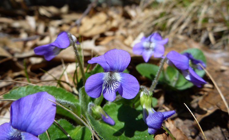 Phoenix Environmental Laboratories