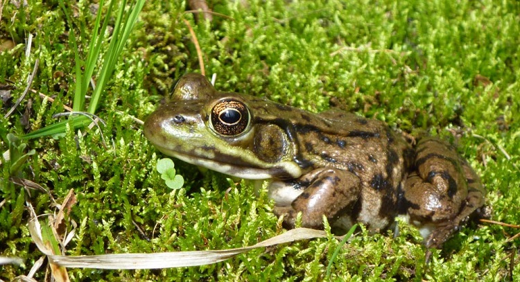 Phoenix Environmental Laboratories