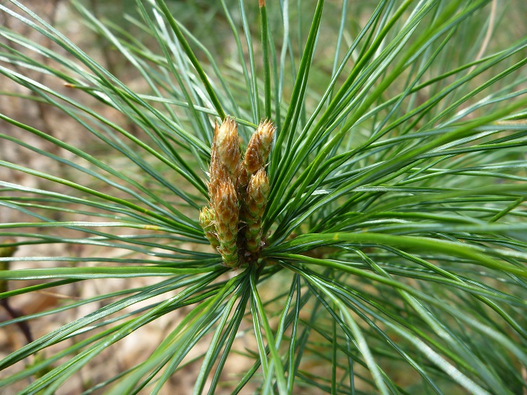 Phoenix Environmental Laboratories